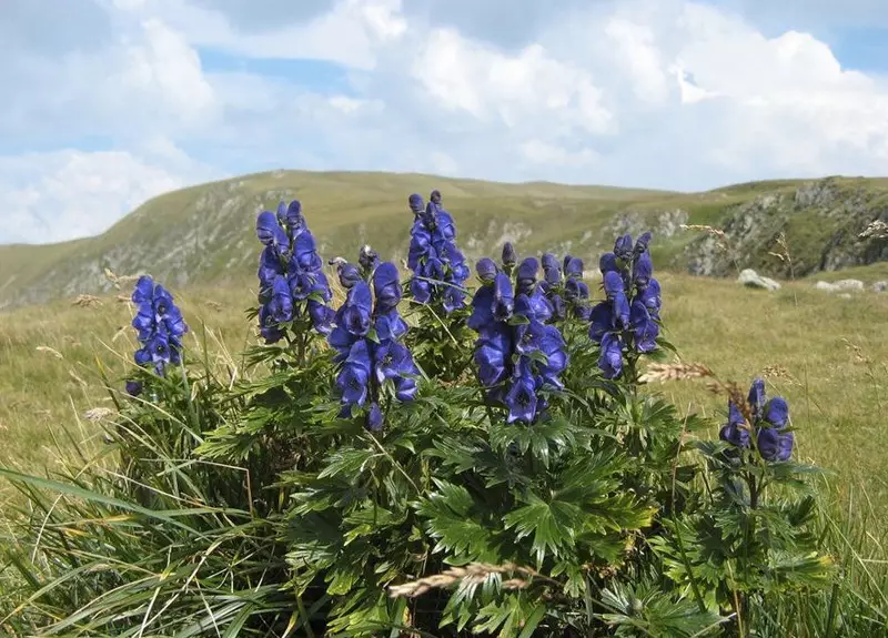 Aconite En vacker, ljus växt av familjen smörblommor, full av livsfara. Roten och omogna frön av växten innehåller alkaloider, främst akonitin. När det gäller dess toxiska effekt är den jämförbar med Curares gift. Akotin kan orsaka allvarlig förgiftning, tillsammans med yrsel, mörkare ögon, kramper i armar och ben, arytmier och till och med död, vilket leder till andningsstopp.