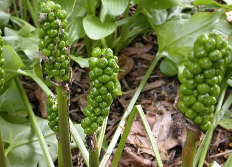 Arum tutul Tanaman ini mengandung zat beracun aroin. Ini berbahaya karena memiliki efek melumpuhkan pada sistem saraf pusat. Kontak kulit bukan pertanda baik, kecuali iritasi dan luka bakar. Dalam kasus keracunan tanaman, sakit kepala, diare, keringat dingin menerobos. Dalam bentuk yang parah, kejang-kejang, halusinasi dan aritmia akan ditambahkan pada mereka.