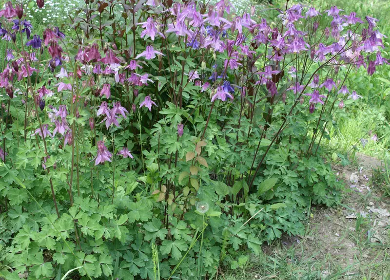 Gemensamt upptagningsområde En växt från familjen smörblommor är allestädes närvarande i sommarstugor och i skogen. Men få vet att det är giftigt. Speciellt dess blommor. Förgiftning kan kännas igen av yrsel, stickningar i tungan, kramper i lemmarna och arytmier. Svåra utsläpp kan vara dödliga på grund av andningsstopp.