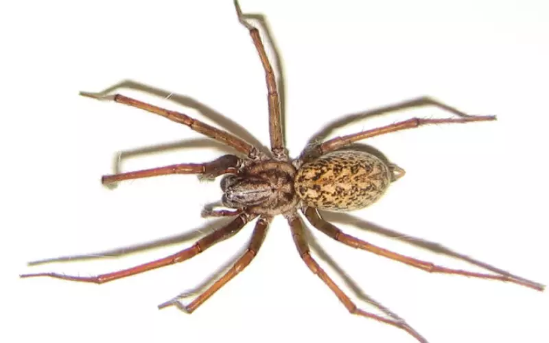 Tramp spider (Tegenaria Agrestis) Ang tanong kung mapanganib ang spider na ito sa mga tao ay bukas pa rin. Mayroong maraming mga hinihinalang kaso ng pag-atake ng vagient spider na ang mga kagat ay sanhi ng tissue nekrosis ngunit hindi nagbabanta sa buhay. Gayunpaman, sila ay labis na agresibo. Ang isang kagiliw-giliw na katotohanan ay ang species na ito medyo kamakailan lamang lumipat sa teritoryo ng Hilagang Amerika. Dati nakatira sa buong Europa, ngunit, tila, hindi makatiis ng kumpetisyon sa mas malalaking gagamba.