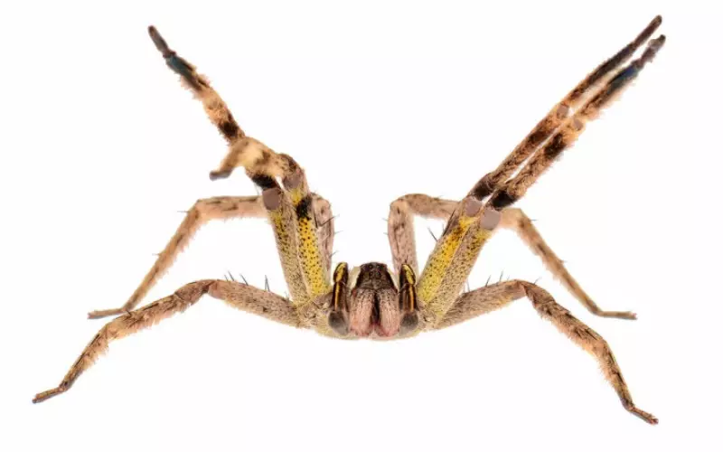 Ang Brazilian Wandering Spider (Phoneutria) Inililista ng Guinness Book of World Records ang species na ito bilang ang pinaka makamandag na gagamba sa buong mundo. Ang lason ng gumagala na gagamba ay isang malakas na neurotoxin, 20 beses na mas mapanganib kaysa sa lason ng itim na balo. Kapag nasa daloy ng dugo, nagdudulot ito ng pagkalumpo ng respiratory system at humahantong sa masakit na kamatayan sa pamamagitan ng inis. Nakatira sa Timog at Gitnang Amerika.