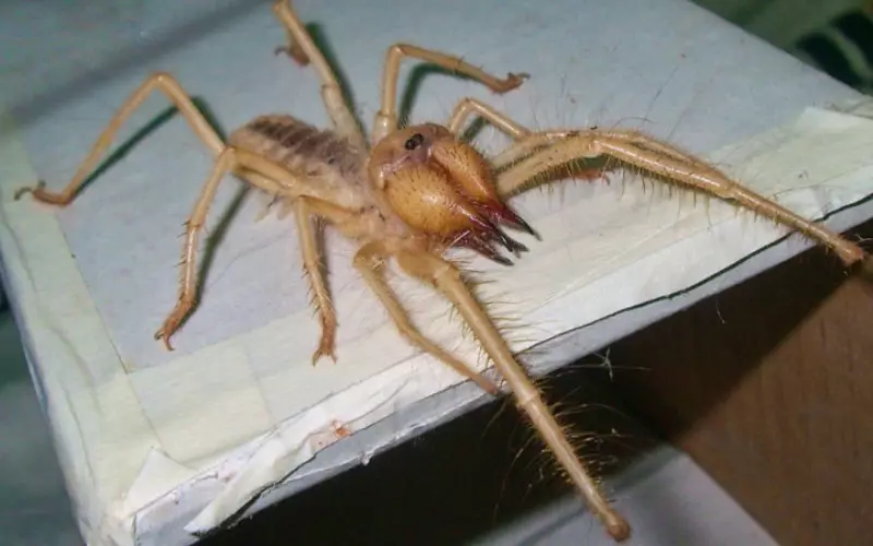 Camel spider (Solifugae) روس ۾ ان کي فالانڪس طور س knownاتو وي ٿو. اھي ل lookن ٿا ته اھي آيا آھن ھڪڙي آرڪينوفوبڪ خوابن مان ۽ مطابق عمل ڪن ٿا. اlن جا مکڙا غير متوقع آهن ، جيڪي 16 ڪلوميٽر في ڪلاڪ جي رفتار سان هلڻ جي قابل آهن ۽ انهن جو ڪٽڻ انتهائي ڏکوئيندڙ آهي. خوش قسمتيءَ سان ، اهي زهر نه آهن. اھي مليا آھن ڪنھن خشڪ ج placesھن ۾ ، پر ڪن سببن جي ڪري اھي س commonئي عام ناھن آسٽريليا ۾.