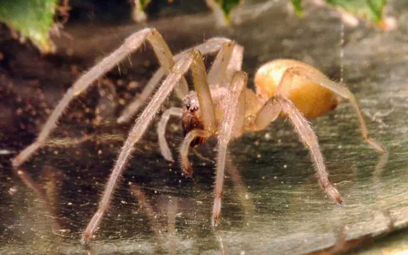 Dilaw na gagamba Sak (Cheiracanthium) Ang gagamba, na halos hindi umabot sa 10 mm ang laki, ay sanhi ng malawak na tissue nekrosis sa lugar ng kagat kasama ang lason nito. Hindi ito nakamamatay, ngunit labis na masakit. Ang ginintuang gagamba ay nakatira sa mga bansa sa Europa, Australia at Canada. Naniniwala ang ilang eksperto na ang mga gagamba ng species na ito ay responsable para sa mas maraming kagat kaysa sa anumang ibang spider.