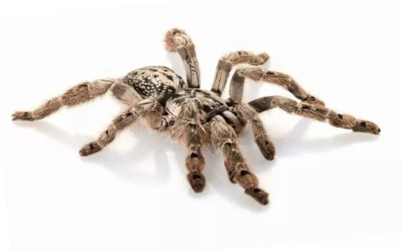 آرائشي ٽارنٽولا (Poecilotheria) ٽارنٽولس آهن وڏا ڪڻڪ مکڙا ولف اسپائيڊر ڪٽنب جا. ڏند ڪٿا مطابق ، ھنن ڪڪرن کي انھيءَ رقص جي نالي پيان رکيو ويو آھي جيڪي ماڻھن انھن کي ڏنا ھئا انھن کي پاڻ کي زھر کان پاڪ ڪرڻ لاءِ ناچڻو پيو. اڪثر ترنٽولاس جو کاiteو مکڻ جي strongerيٽ ۾ و strongerيڪ مضبوط ناھي ، پر ھڪ آرائشي ٽارنٽولا جو ڪٽڻ تمام ڏکوئيندڙ آھي ، ۽ زھر سخت سوجن جو سبب بڻجي ٿو. ھي ڏکڻ اوheastر ايشيا جي ملڪن ۾ ملي ٿو.