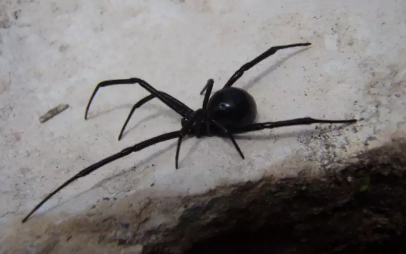 ڪارو بيوه (Latrodectus) Oneرتيءَ تي مکين جي تمام مشهور قسمن مان هڪ. دوائن جي ايجاد کان ا، ، انسانن تي ڪاريون بيواهن جا اڪثر حملا موتمار هئا. ليٽروٽوڪسين جيڪو مکڙيءَ سان جھو ٿئي ٿو رت جي زهري جو سبب بڻجي ٿو. مقتول کي س vomitingني عضون ۾ الٽي ۽ asڙن جي تڪليف ٿئي ٿي. اهو اتر آمريڪا ۽ آسٽريليا ۾ مليو آهي.