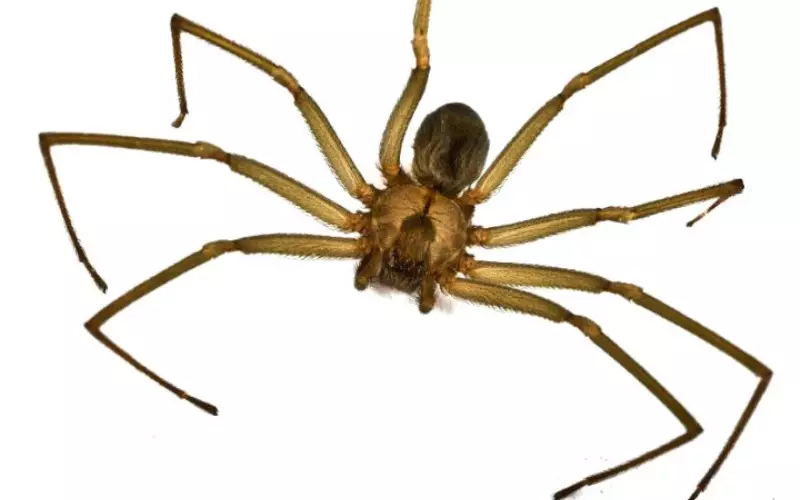 Chilean Hermit Spider (Loxosceles) Ang recluse spider ay nakakuha ng katanyagan matapos ang isang malaking bilang ng mga larawan ng mga kahihinatnan ng mga kagat nito ay lumitaw sa web. Ang lason nito, na tumagos sa dugo, ay nagdudulot ng isang gangrene scab sa lugar ng kagat, pagduwal at lagnat. Sa mga bihirang kaso, humantong ito sa kamatayan. Ang brown recluse spider ay hindi talagang agresibo at inaatake ang mga tao lamang upang ipagtanggol ang teritoryo nito. Nakatira sa Hilagang Amerika.