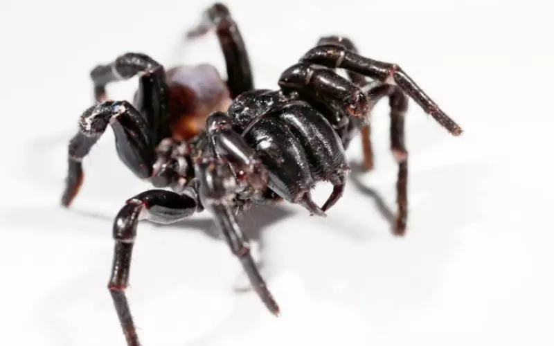 Caarada caarada ee Sydney (Atrax robustus) Caarada caarada ah ee Sydney waa caaqil dhab ah oo ka mid ah caarada kale ee adduunka. In kasta oo inta badan arachnids -ku ay ka fogaadaan bini -aadamka, caarada funnel -ku waa mid dagaal badan oo had iyo jeer diyaar u ah inay dagaallanto. Chelicerae fiiqan leh ayaa xitaa ku qaniini karta kabaha maqaarka ama ciddiyaha waxayna kugu durtaa qiyaas sun ah. Neerotoxin xoog leh oo sababa murqo xanuun, wareer, iyo bararka maskaxda. Nasiib wanaag, ma jirin wax dhimasho ah tan iyo markii la alifay dawadii kahortagga ee 1981.