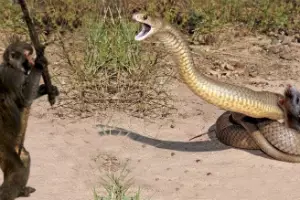 Çubuğu olan bir meymun, ilanın yemək istədiyi siçanı xilas etməyə gəldi