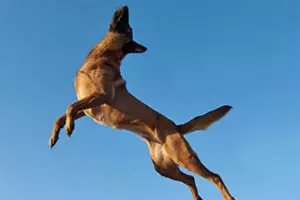 マリノアシェパード：2階にジャンプできる犬