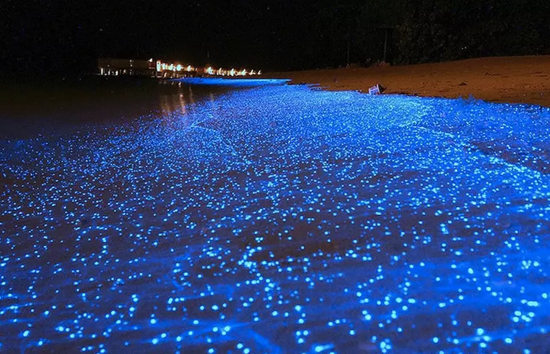 Phytoplankton, Vaadu Atoll, Maldives Pada waktu malam, pantai Vaadu Atoll diterangi oleh cahaya biru yang hebat. Pencahayaan asli dibuat oleh fitoplankton. Di bawah pengaruh gelombang pantai, mereka mula bersinar.