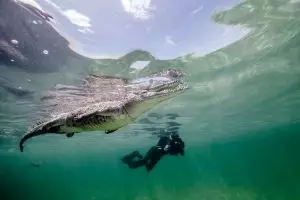 Takimet nënujore me krokodilët në lumë. Fotografi notoi në vendin e gabuar