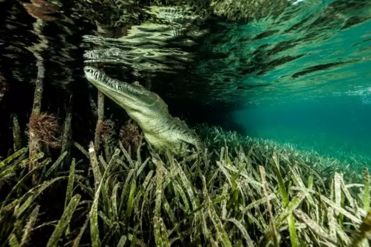 Underwater moetings mei krokodillen yn 'e rivier. De fotograaf swom op it ferkearde plak 233430_2