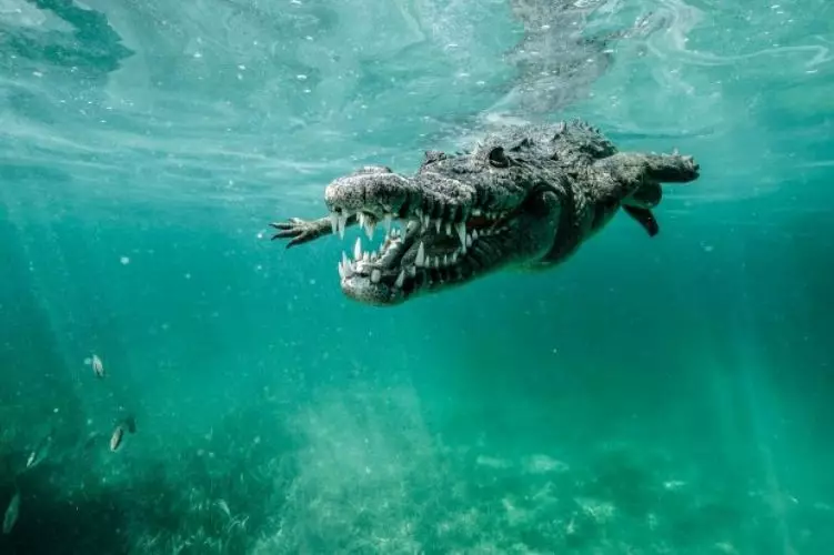 Pertemuan bawah air dengan buaya di sungai. Fotografer berenang di tempat yang salah 233430_5