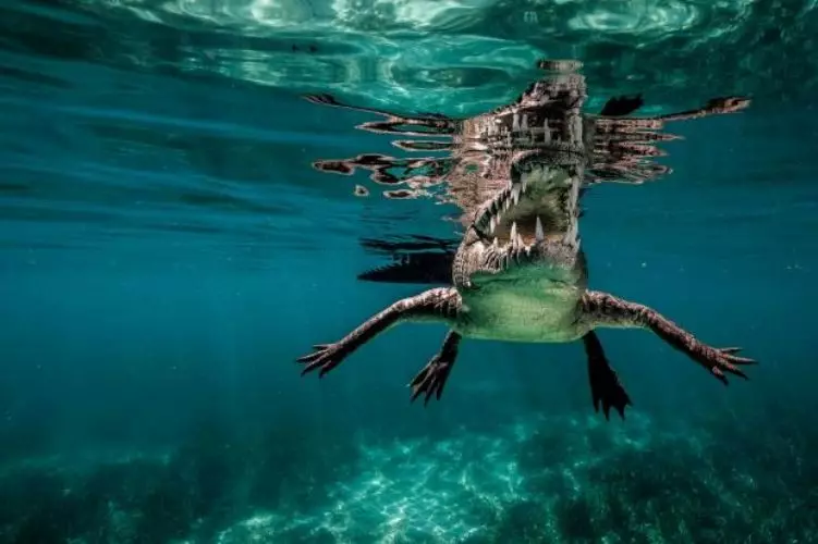 Pertemuan bawah air dengan buaya di sungai. Fotografer berenang di tempat yang salah 233430_7