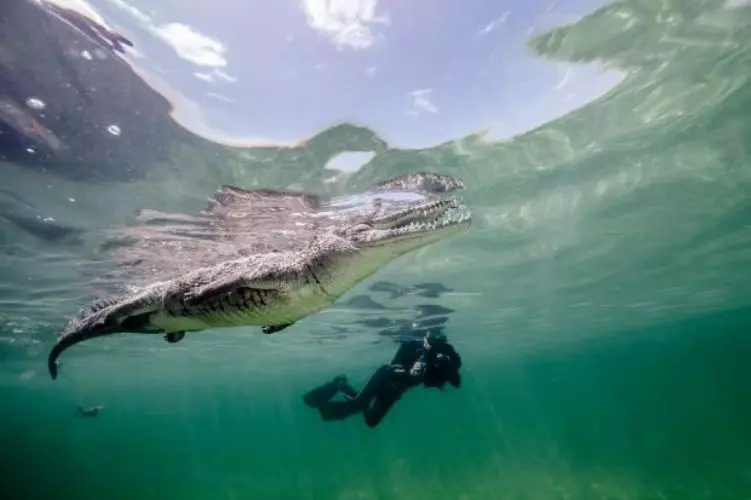 Pertemuan bawah air dengan buaya di sungai. Fotografer berenang di tempat yang salah 233430_8