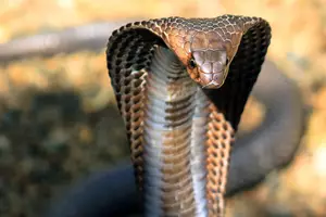 King cobra crawled to people and asked for help