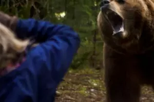 Meeting a bear in the forest: how to behave