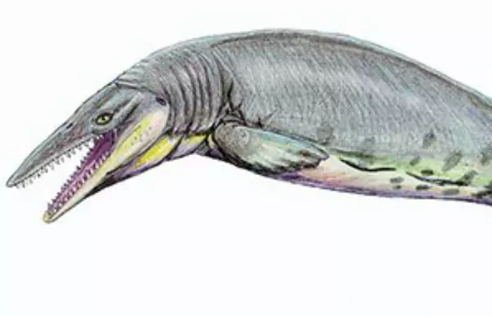 Tylosaurus Sebatana sena se ileng sa hola ho fihla ho limithara tse 15 ka bolelele, sa lula sehlohlolong sa ketane ea lijo nako e telele. Tylosaurus ea bolotsana, ea lebelo le ea boqhekanyetsi o ne a ka qothisana lehlokoa le mabotho habonolo le libatana tse ling mme khafetsa a tsoa lintoeng tse nang le tšollo ea mali joalo ka mohapi ea ikhohomosang.