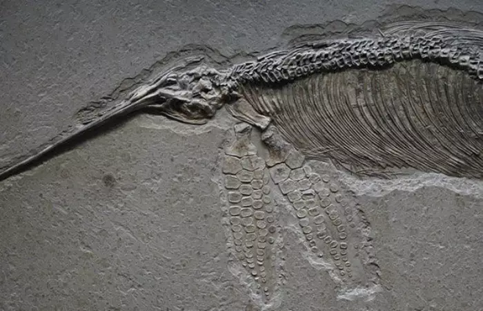 Ichthyosaurus Litlhapi tsena tsa mokholutsoane li ne li arolelana leoatle le litonanahali tse ling tsa nako eo. Li-ichthyosaurs li ne li batla li tšoana le maruarua a sejoale-joale ka sebopeho: a ne a phefumoloha moea 'me a ne a se na li-gill. Leha ho le joalo, bana ba ichthyosaurs ba ile ba hlaha ka metsing.