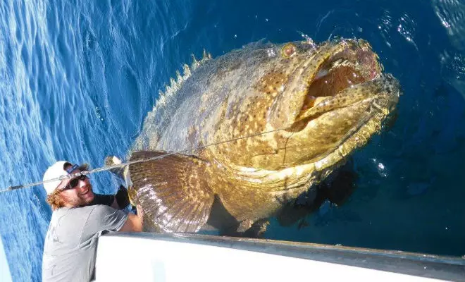 Il gigante è stato catturato: il golia è letteralmente saltato fuori dall'acqua