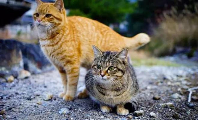 Comment les chats prédisent les tremblements de terre : vidéo du Japon