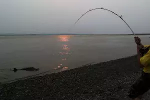 Captura de gegants al mar d’Okhotsk: els peixos pesen més de 100 quilograms