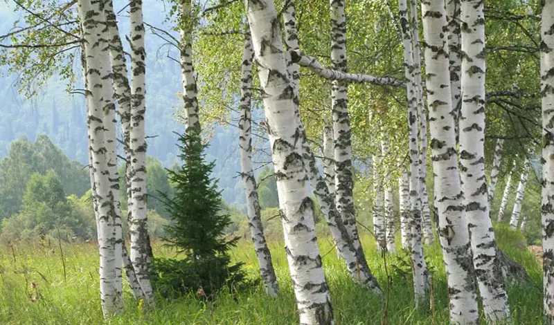 Je pars en forêt : 6 arbres qui aideront les perdus