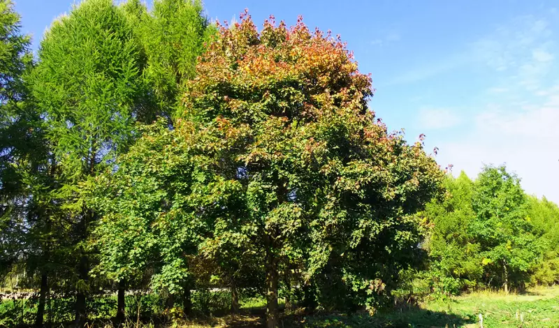 Maple Maple needs to look young. A tree can be distinguished by its smooth, light silvery bark. Maple seeds are quite good for food - it would be better to boil them, but if this is not possible, then you can eat them raw. The leaves of the tree will save you from hunger and thirst at the same time: they cannot be called tasty, but in the absence of an alternative, maple salad will be an excellent meal. Flexible tree branches can be turned into a spit, woven into a basket, or made into a light arrow.