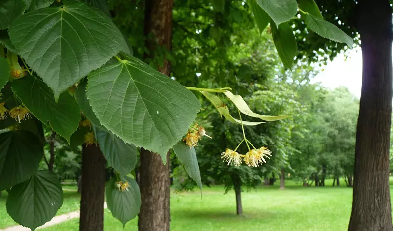 Linden Linden can be found almost throughout Europe and North America. The leaves of the tree can satisfy your hunger, from its bark you get excellent, strong ropes. Wood ignites very easily: even if you run out of matches, it will not be difficult to get fire by friction. The inner part of the linden bark is edible, you do not need to cook it - it will be enough just to scrape it off with a knife.