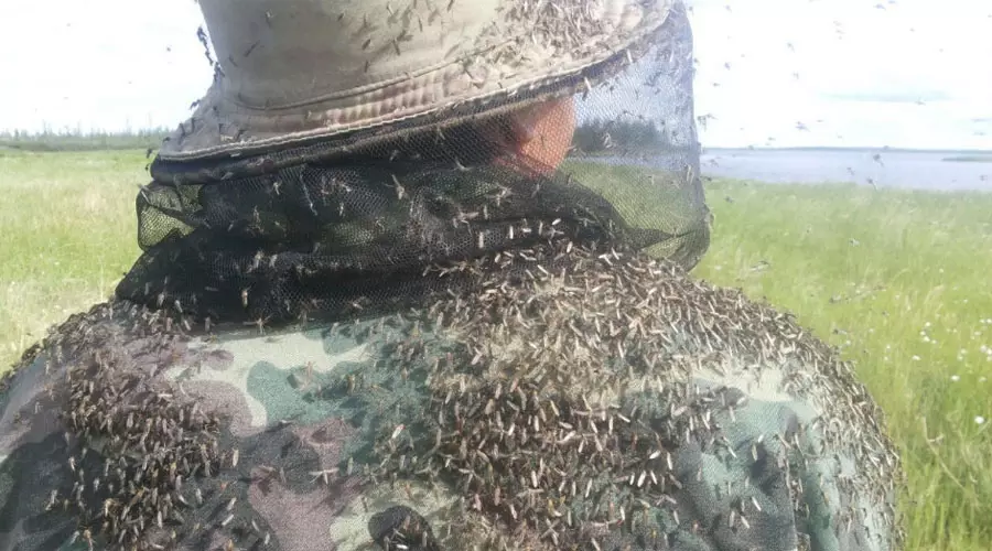 Temperatura As altas temperaturas tamén atraen aos mosquitos. O que volve poñer en perigo ás persoas con sobrepeso e ás que participan activamente nos deportes.