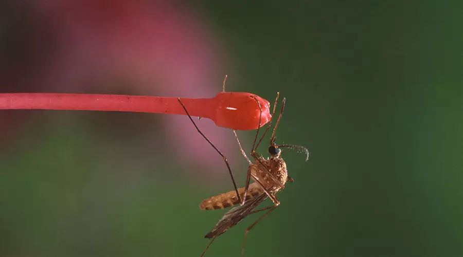 Cineál fola Aisteach, ach is gourmets iad mosquitoes fós. Tá siad roghnach go leor chun sprioc a aimsiú agus b’fhearr leo duine leis an gcéad ghrúpa fola ná an dara ceann.