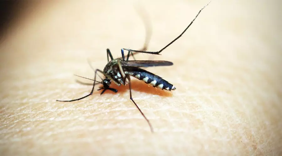 Beoir Faoi dheireadh, cabhraíonn beoir le daoine a athrú go baoite mosquito beo. De réir taighde a rinne bitheolaithe, ní dhéanann ach buidéal amháin sprioc ionsaí duit cheana féin.