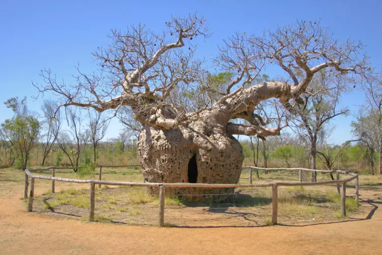 Pohon penjara Sebenarnya, itu hanya baobab besar yang tumbuh di dekat desa Derby di Australia Barat. Diameter batang baobab yang tidak biasa ini mencapai 14 meter: pada awal abad ke-20, polisi setempat melubangi sebuah ruangan di bagasi tempat para penjahat ditahan.