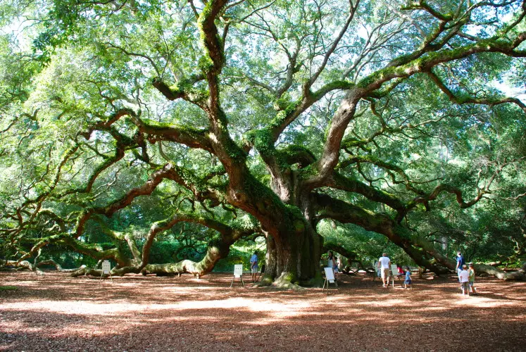 Angel Oak Oak sing biasa banget iki tuwuh ing taman nasional cilik ing South Carolina, AS. Dhuwure rong puluh meter, batang telung meter lan mahkota 160 meter persegi! Angel Oak umure wis umur siji setengah ewu taun.