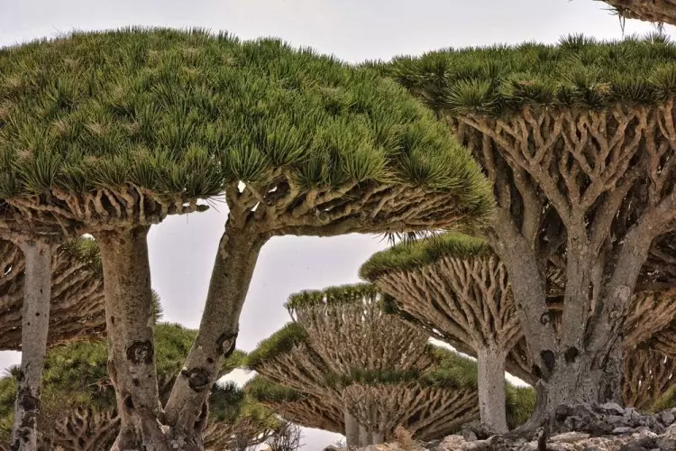 Dracaena rosso cinabro Un'antica leggenda indiana narra che una volta sull'isola di Socotra viveva un drago che beveva sangue di elefante. Una volta un grande e forte capo della mandria sconfisse il drago, da cui sgorgava tutto il sangue - in questo luogo crescevano strani alberi, chiamati dracaena. Dracaena può essere incontrata solo su Socotra, per qualche motivo i germogli non mettono radici da nessun'altra parte.