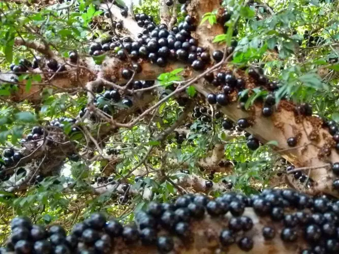 Jaboticaba U tropskim geografskim širinama ova biljka iz porodice mirta gaji se kao rodna. Plodovi jaboticabe rastu pravo na deblu drveta! Smiješno je da u Brazilu lokalni majstori prave jako dobro crno vino od plodova jaboticabe.