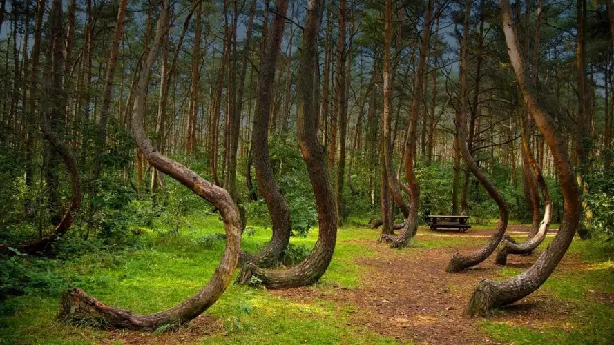 Foresta storta Forse una delle foreste più insolite al mondo cresce vicino alla città polacca di Gryfeno. Per qualche ragione, i pini si piegano verso nord, e poi ricominciano a crescere dritti. Perché così nessuno lo capisce.