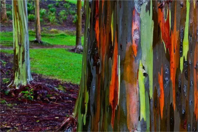 Pelangi Eucalyptus Spesies ini memiliki kulit kayu multi-warna yang unik. Anda hanya dapat bertemu dengan eukaliptus pelangi di belahan bumi utara. Tinggi pohon mencapai 75 meter, dan diameter batang 2,5 meter. Menariknya, pewarnaan kulit pohon terus berubah seiring bertambahnya usia.