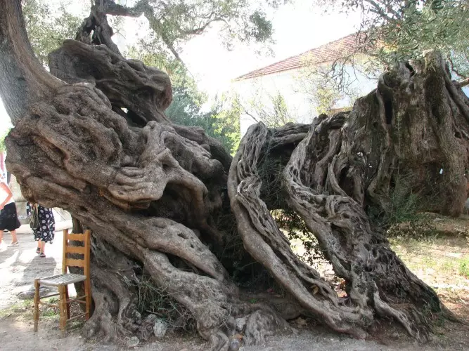 Girit Zeytin Ağacı Dünyanın en eski zeytin ağacı bugün hala meyve vermektedir. Dört bin yıldır pratikte değişmedi ve şimdi Girit Üniversitesi'ndeki bilim adamlarının yakından ilgilendiği bir konu.