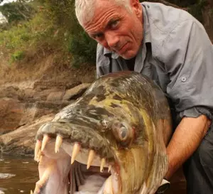 Piranha na nangangaso ng mga buwaya: isang nahuli sa Africa