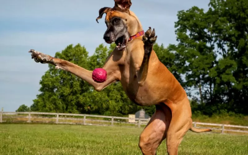 Ew xeternak in Tenê ji ber mezinahiya xweya mezin, an ji ber stereotipek damezrandî, tê bawer kirin ku kûçikên mezin zêde êrîşkar in. Pit bull pir caran ji bo vê yekê têne gunehbar kirin, lê rastî ev e, pir kes bê zirar in. Xwediyê kûçik di vî warî de bandorek wê ya pir bihêztir heye, û heke hûn dibînin ku kûçik bi hêrs tevdigere, wê hingê ev bi îhtîmalek mezin ji ber destdirêjî an civakîbûna xirab e.