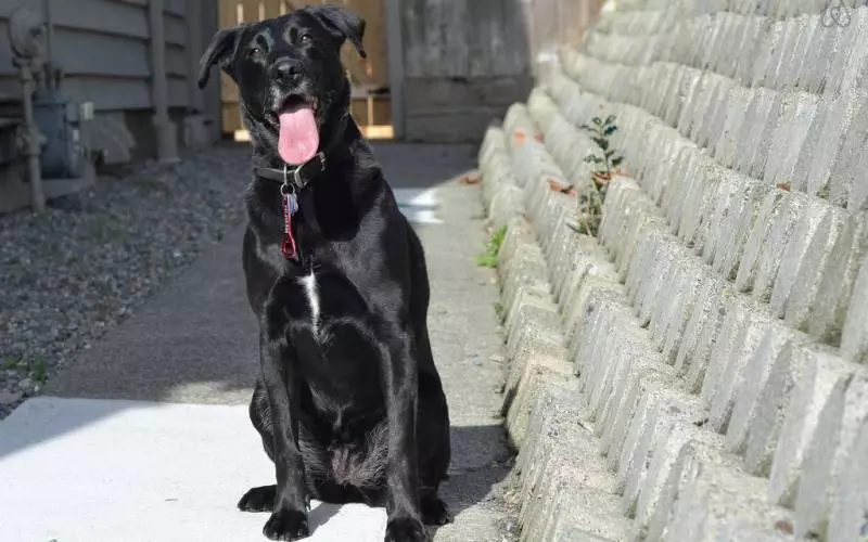 Vanogadzira imbwa dzinotarisisa.Sezvataurwa pamusoro apa, hapana chikonzero chekutenda kuti imbwa hombe pachadzo dzinowanzoita hunhu. Nekudaro, watenga Rottweiler, uchifunga kuti achanyatso kukudzivirira kubva kune vakaipa vakomana, ita shuwa kuti kana iye achiona makororo, mudziviriri wako haamhanye kuvabata.