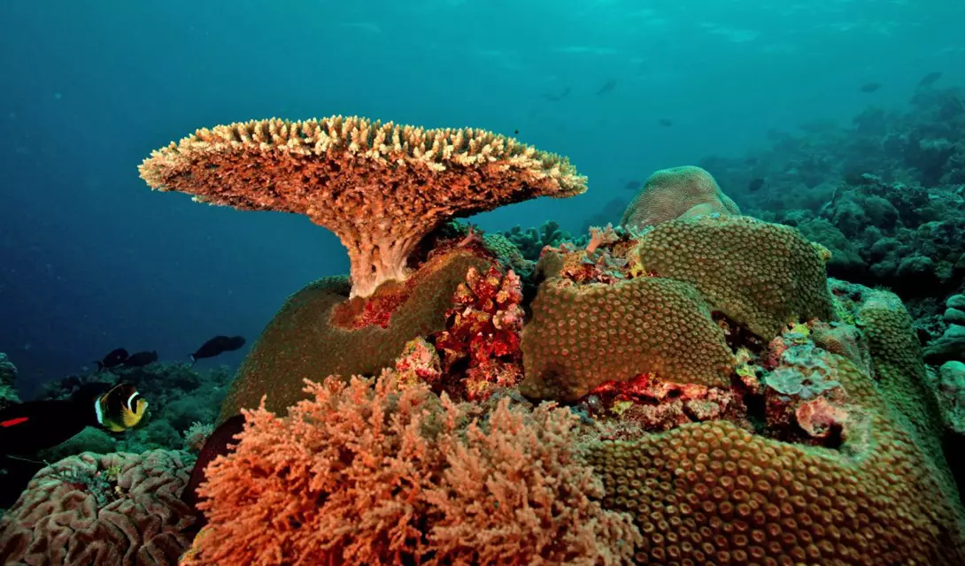 Usa sa labing popular nga panaw mao ang pagbiyahe sa adlaw gikan sa baybayon sa Boracay hangtod sa Ariel's Point, diin ang tanan mahimong moambak sa pangpang sa dagat, o yano nga masuhid ang mga reef pinaagi sa kayaking.