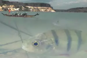 Pêche à la valériane : photographie sous-marine