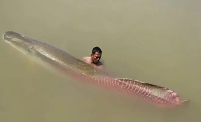 Monstruos fluviales que se esconden en las turbias aguas de los ríos.