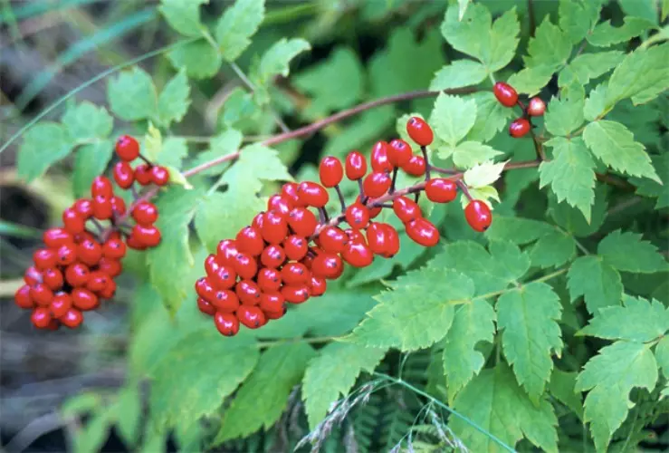 Ang pula nga korona nga uwak Sa dagway, parehas kini sa pormag pako nga uwak ug mailhan lang sa mas gaan nga kolor sa mga dahon ug kolor sa mga berry. Nahinog kini sa pagsugod sa Septyembre. Ang kamatuuran nga ang tanum dili makaon gipakita bisan sa dili maayo nga baho niini. Ang mga berry mismo mapait kaayo ug, kung adunay magbuut sa pagtagbaw sa ilang kagutom, magkuha sila pagkalipong, kasukaon, dali nga pulso ug grabe nga dili pagkatunaw.