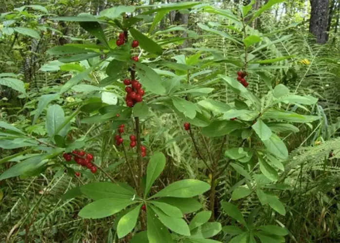 Wolfberry eller Wolf Bast Denne korte busk med smalle blade er ikke så harmløs som det ser ud til. Bark, blade, blomster, frugter - de er alle giftige. Blomsterpollen irriterer slimhinderne i luftvejene. Plantens saft, når den kommer på huden, forårsager sår og dermatitis. Dem, der tør prøve bærene, der modnes i august-september, er garanteret en brændende fornemmelse i munden, kvalme, opkastning, kramper og øget blødning er mulig.