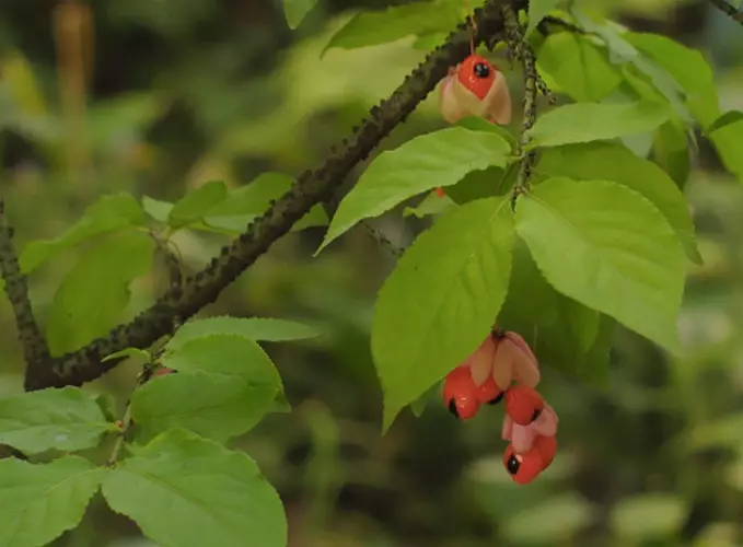 Warty euonymus Zərərli euonymus zəhərli bir bitkidir. Meyvələr bir yana, yarpaq da yeyə bilməzsiniz. Avqustun ikinci yarısında yetişən şirin giləmeyvə qusma, ishal, üşümə və qıcolmalara, həmçinin ürək çatışmazlığına səbəb olur.