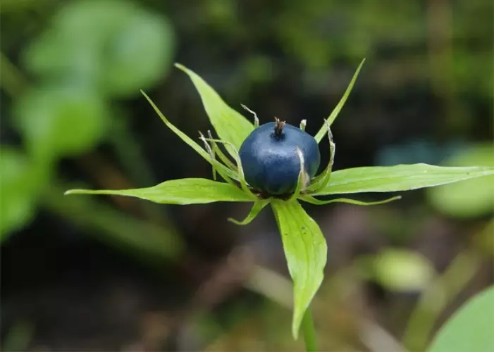 Mata sa uwak Ang berry, nga nahimong itom sa tingdagdag, adunay kaamgiran sa mga blueberry. Apan dili sama niini, adunay sulud nga saponins ug mga glycoside sa kasingkasing, nga mahimong hinungdan sa pagkalagot sa gastrointestinal tract, pagkalibang, kasukaon, pagsuka, usa ka mahait nga pagtulo sa rate sa kasing-kasing ngadto sa 60-40 o dili kaayo mga pagpitik matag minuto ug bisan ang pag-aresto sa kasingkasing.