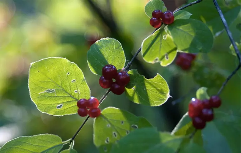 Forest honeysuckle Ang nagkahinog nga oras sa mga prutas nahulog sa Hulyo-Agosto. Ang itom nga pula nga berry dili mokaon tungod kay adunay sulud nga kini makahilo nga mga sangkap. Kung ang mga prutas nga honeysuckle mosulod sa lawas sa tawo, hinungdan kini pagkahilo, nga makita sa kaugalingon nga porma sa kasukaon, pagsuka ug pagkatunaw.